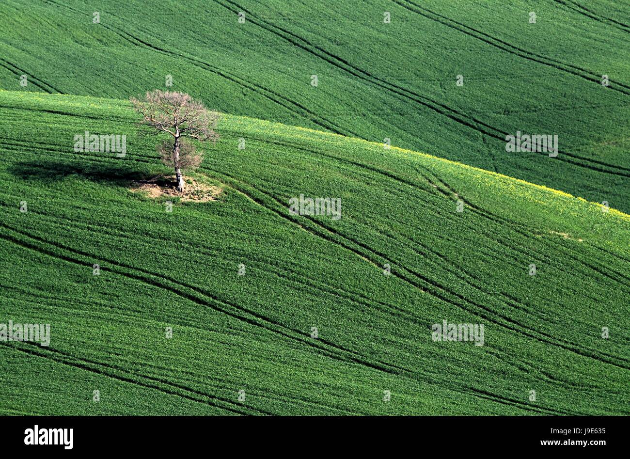bucolic, tree, hill, green, lone wolf, agriculture, farming, field ...
