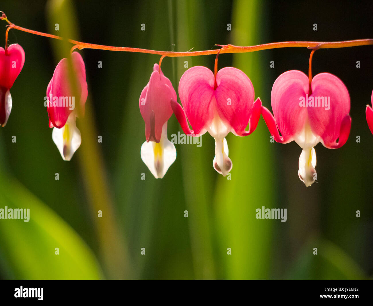 Twocolor heart flower hi-res stock photography and images - Alamy