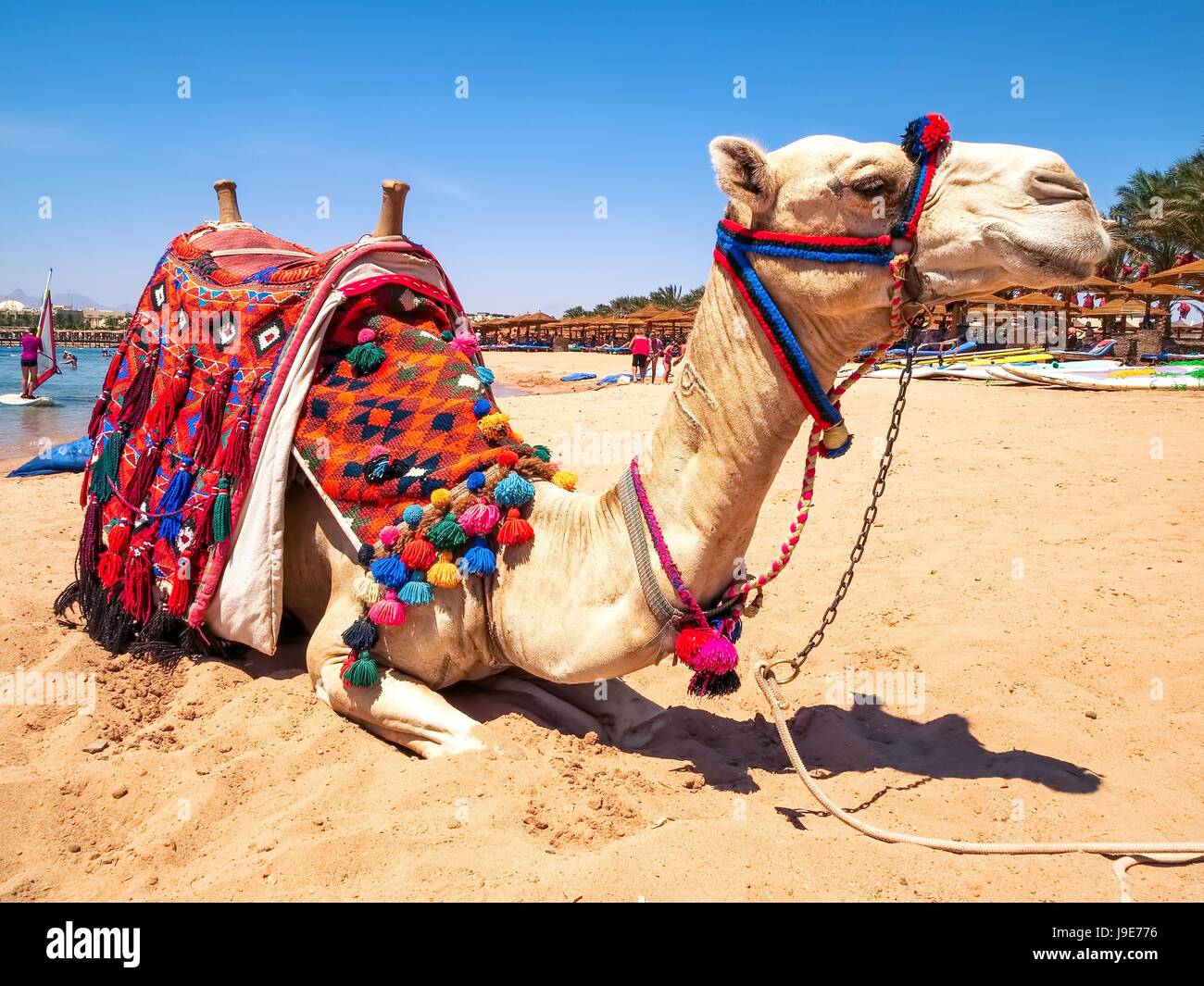 Camel on the beach in a resort in Egypt Stock Photo - Alamy
