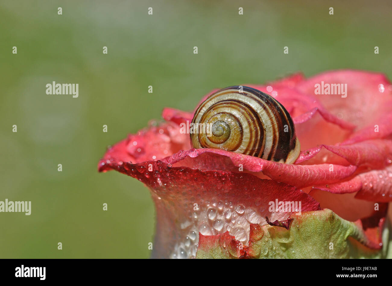 flower, rose, plant, bloom, blossom, flourish, flourishing, flowers ...