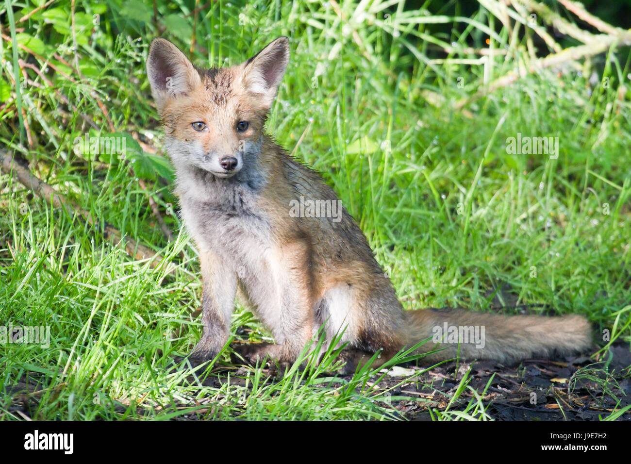 europe, cub, baby, free, germany, german federal republic, baby ...