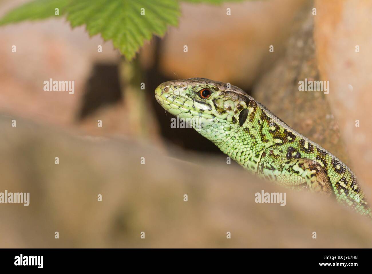 Lacertina High Resolution Stock Photography and Images - Alamy
