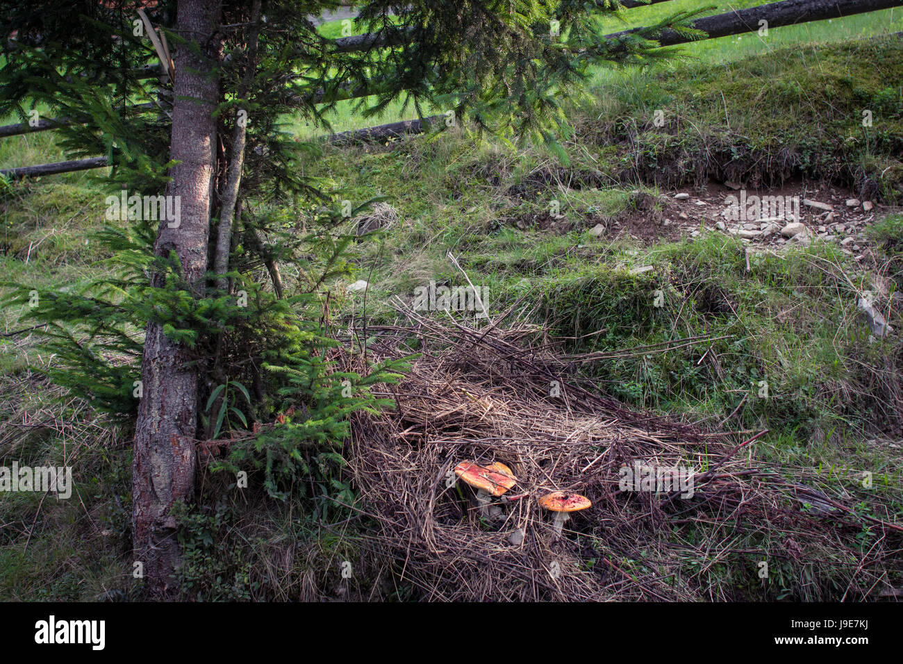 infected mushrooms fly agaric red amanita with red hat hiding from ...