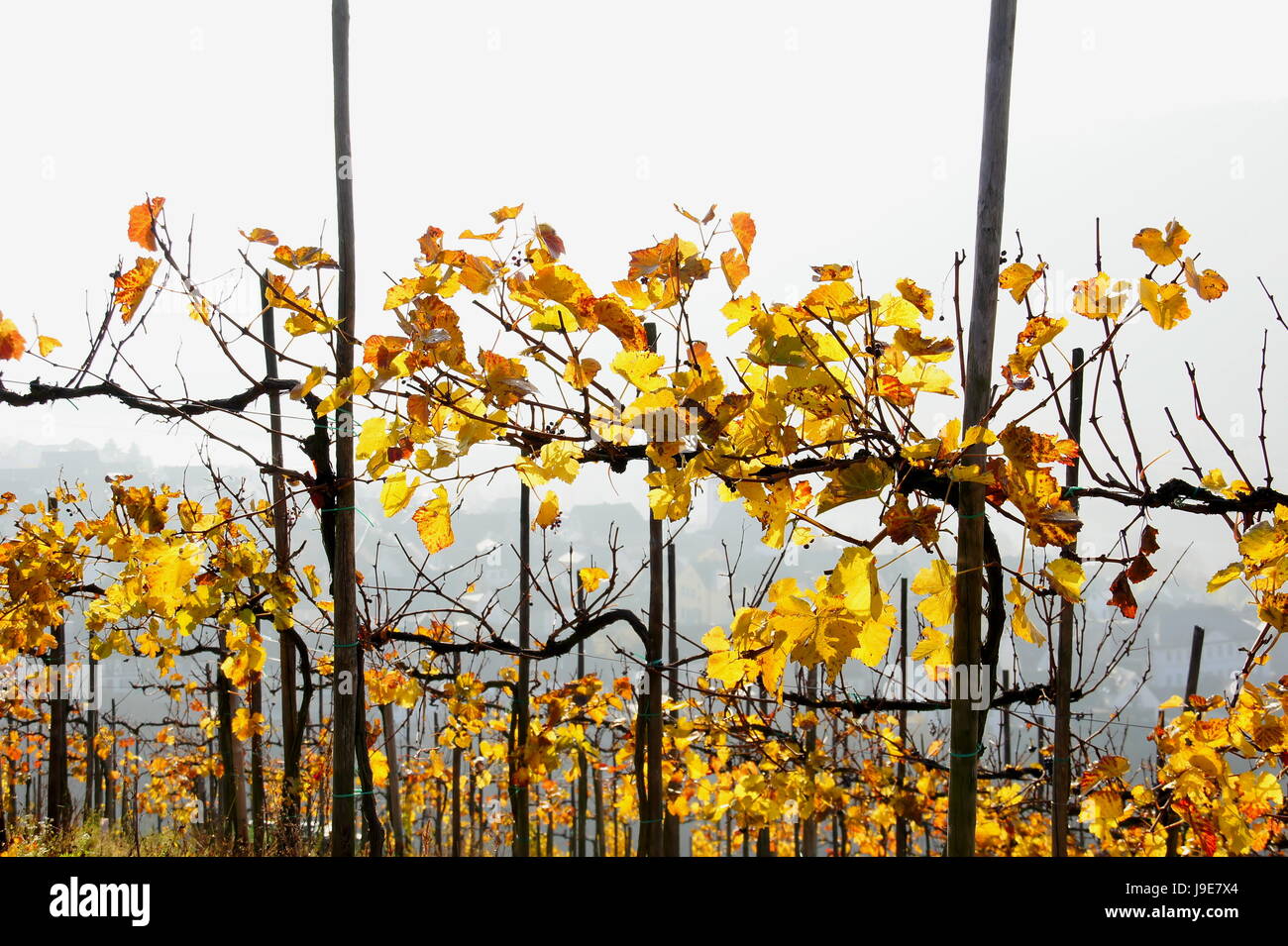 vineyard, mosel, vine, grape vine, grape-vine, fall, autumn, haze ...