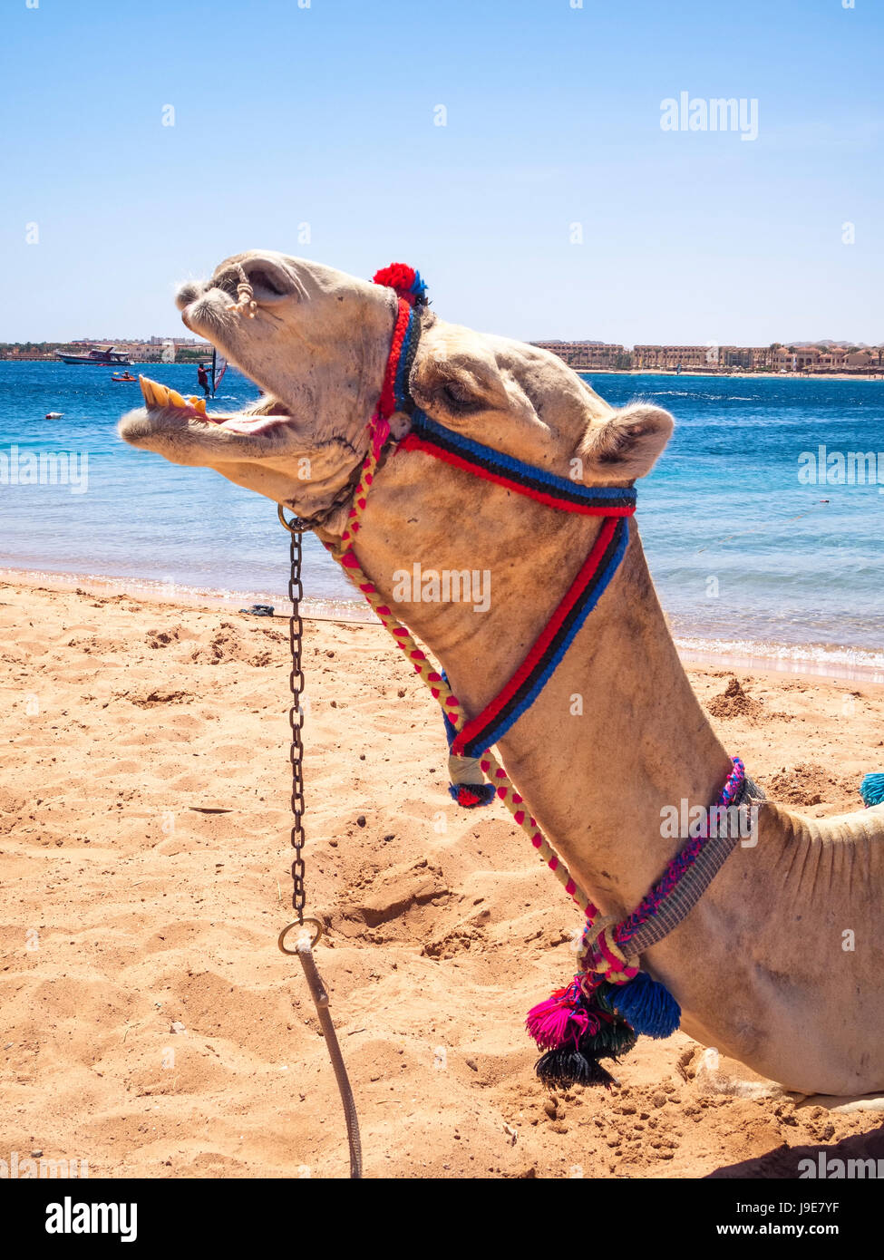 Camel on the beach in a resort in Egypt Stock Photo - Alamy