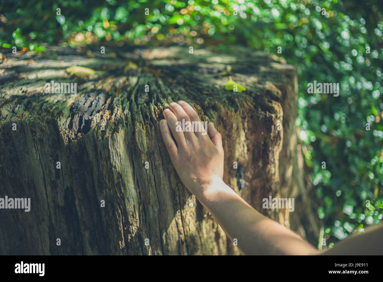A young female hand is touching a tree stump Stock Photo - Alamy