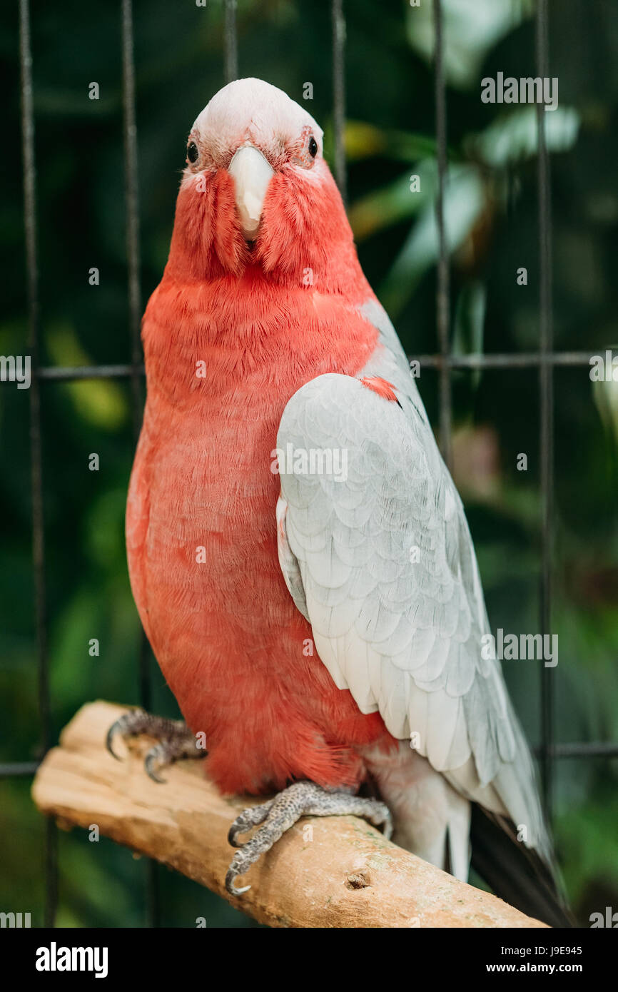 Galah Or Eolophus Roseicapilla, Also Known As The Rose-breasted ...