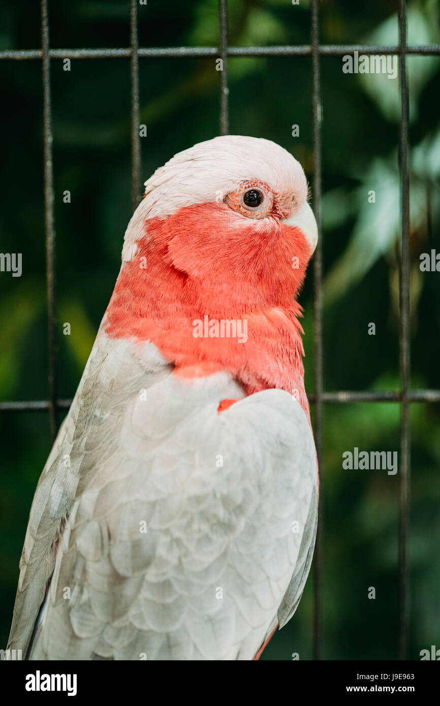 Galah Or Eolophus Roseicapilla, Also Known As The Rose-breasted ...