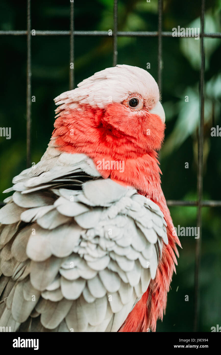 Galah Or Eolophus Roseicapilla, Also Known As The Rose-breasted ...