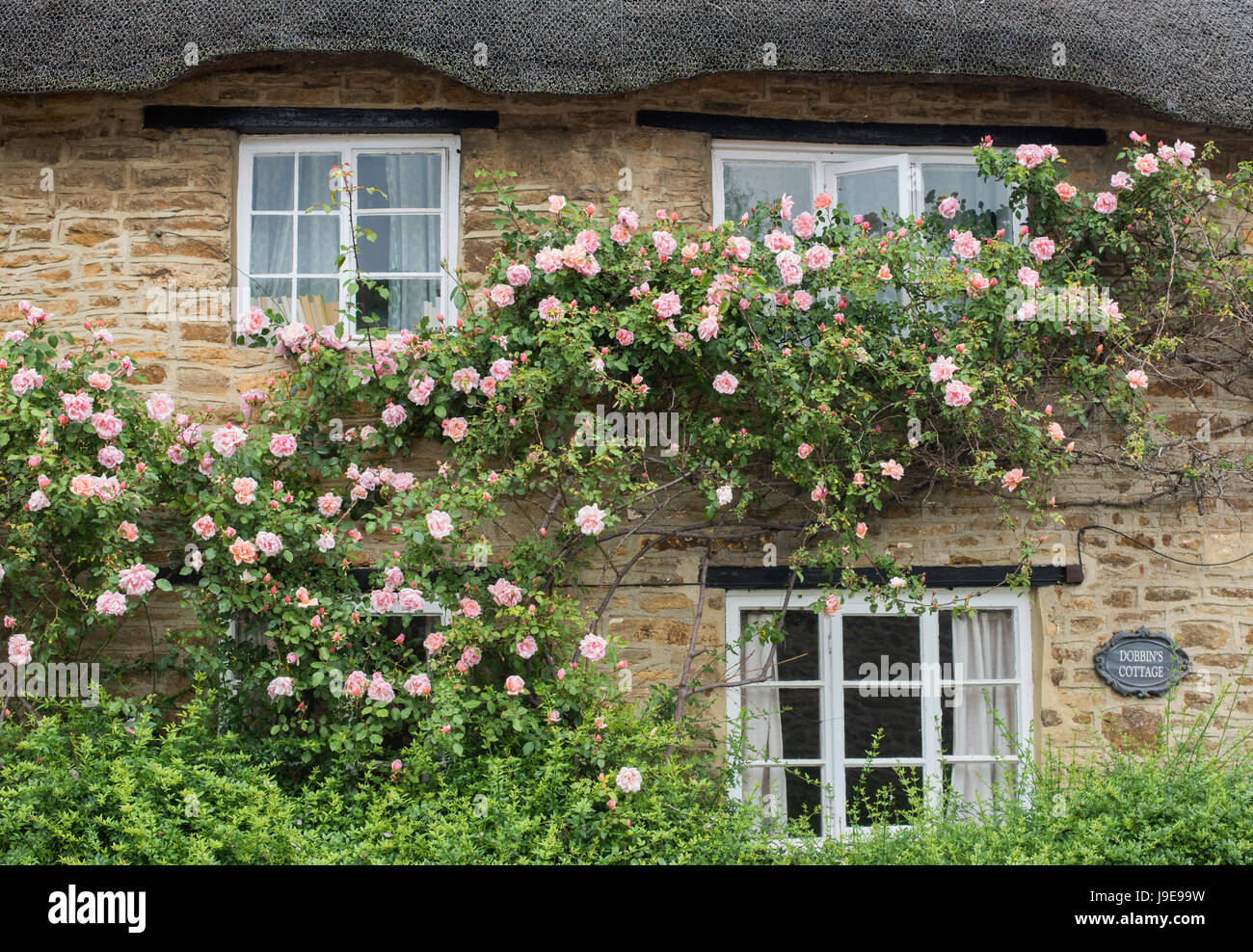 Stone Cottage With Climbing Roses Pink Roses In Front Of Rustic Stone