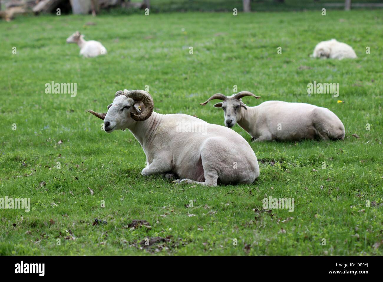 Wallachian sheep hi-res stock photography and images - Alamy