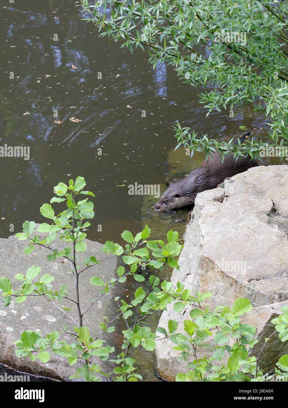 Munching leaves hi-res stock photography and images - Alamy