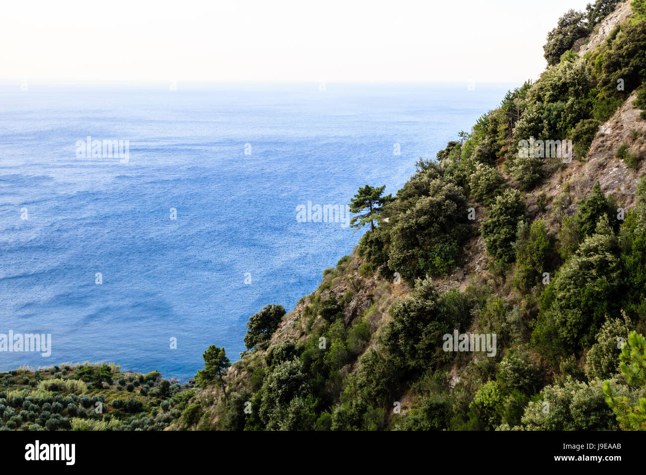 blue, walk, go, going, walking, travel, culture, famous, tree, trees ...