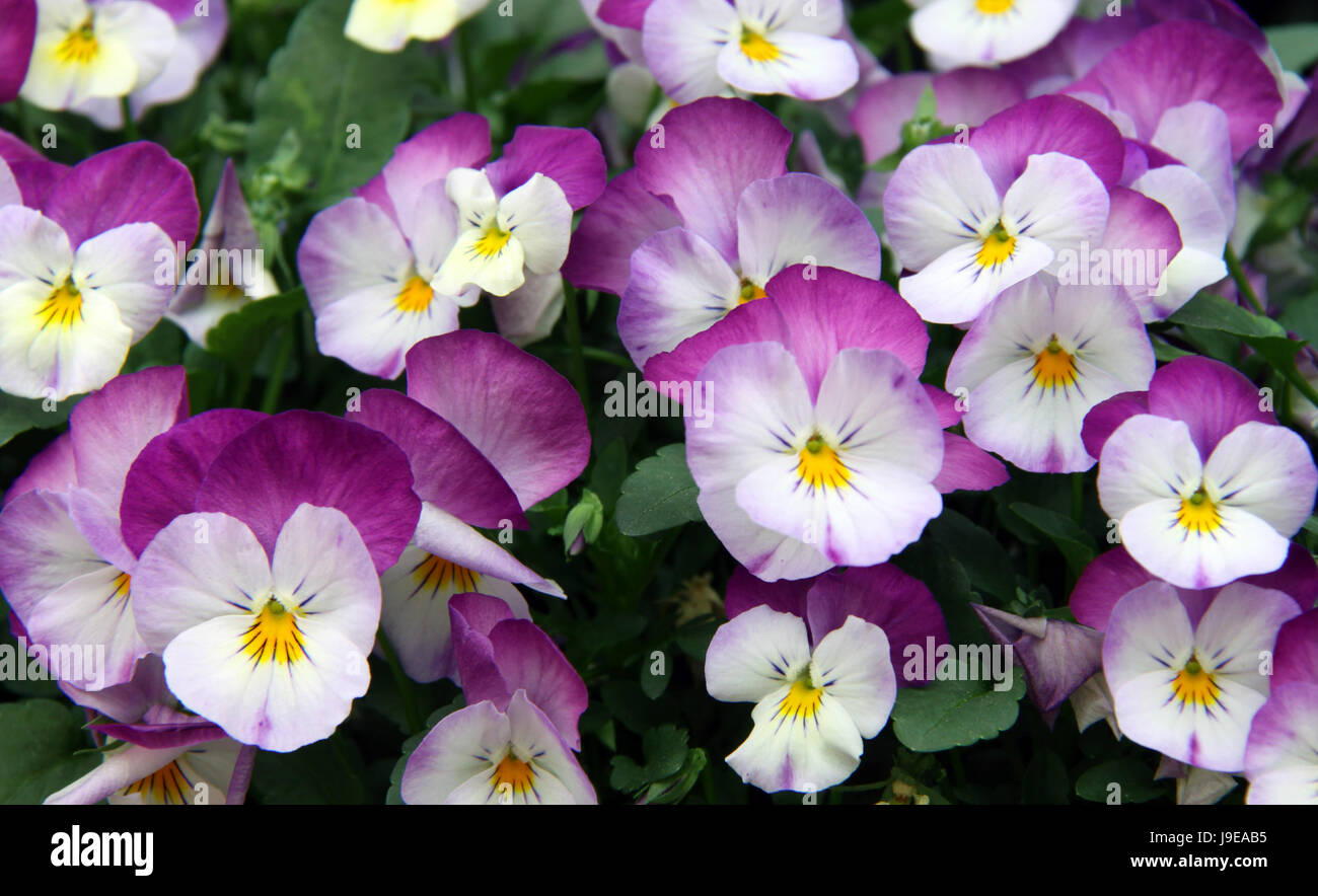 blank, european, caucasian, purple, viola, violet, pansy, yellow ...