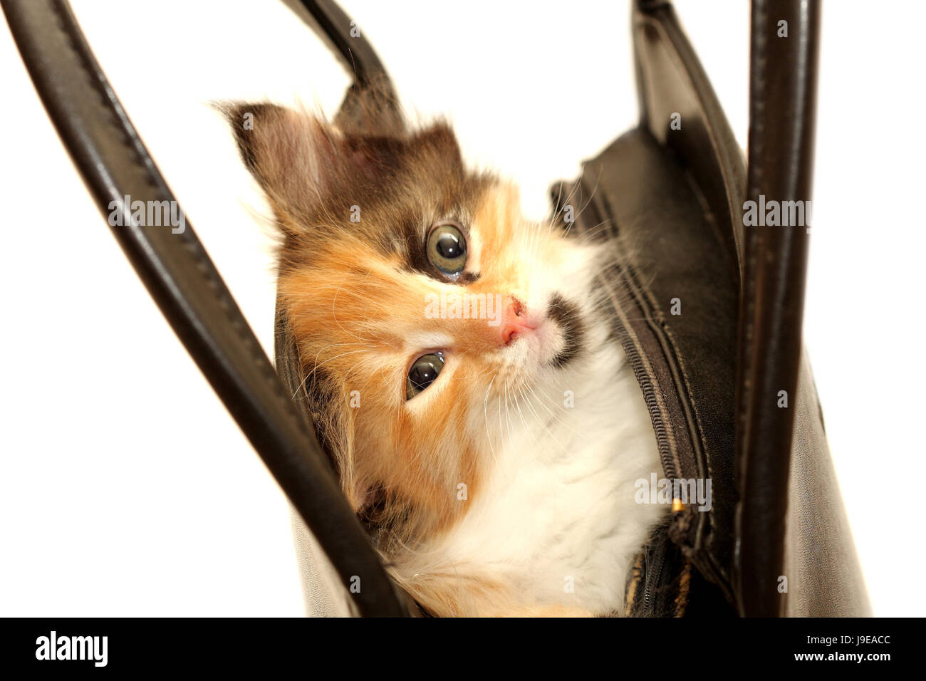 isolated, animal, small, tiny, little, short, cub, baby, cat baby ...