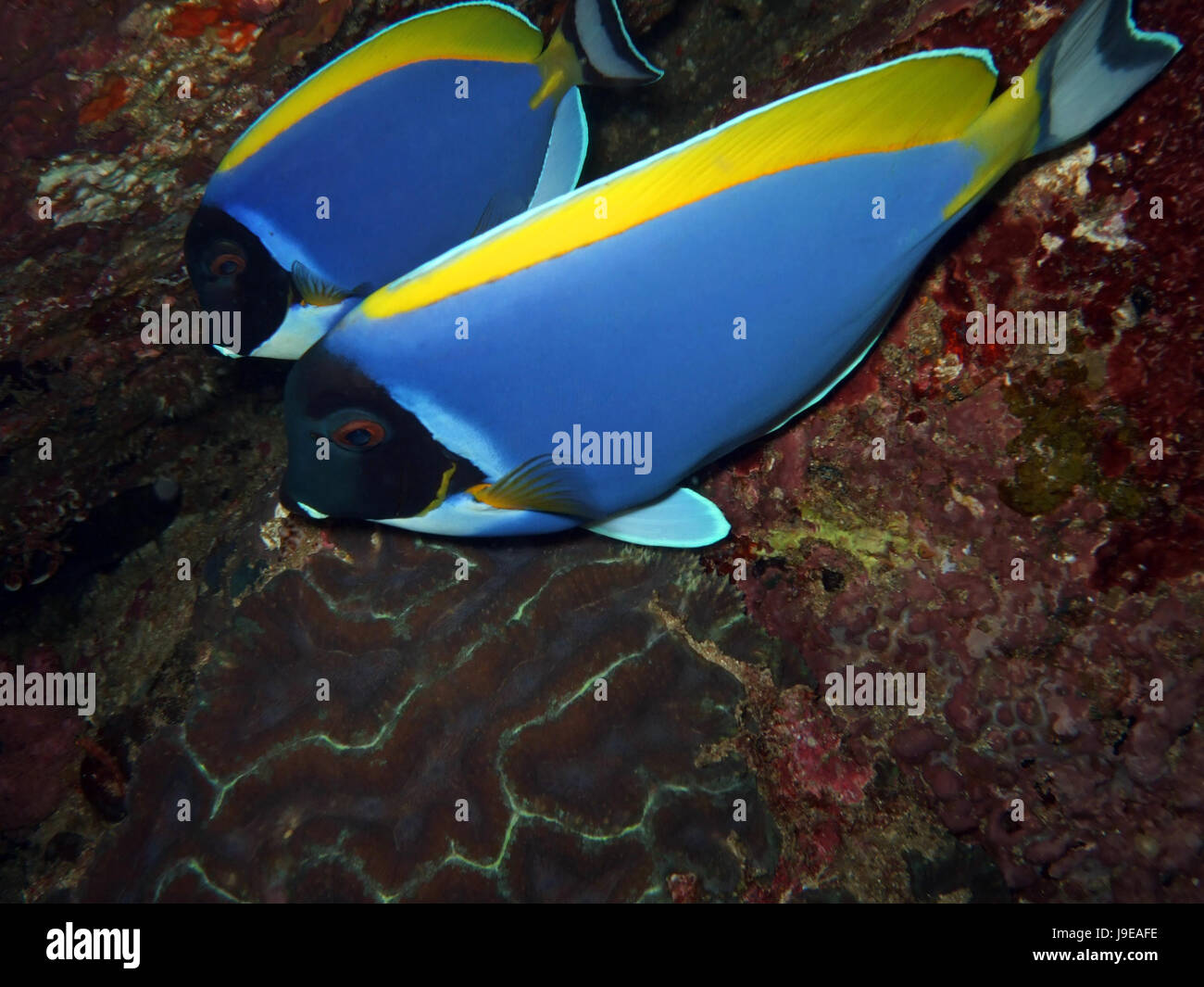 fish, underwater, tropical, diving, salt water, sea, ocean, water ...