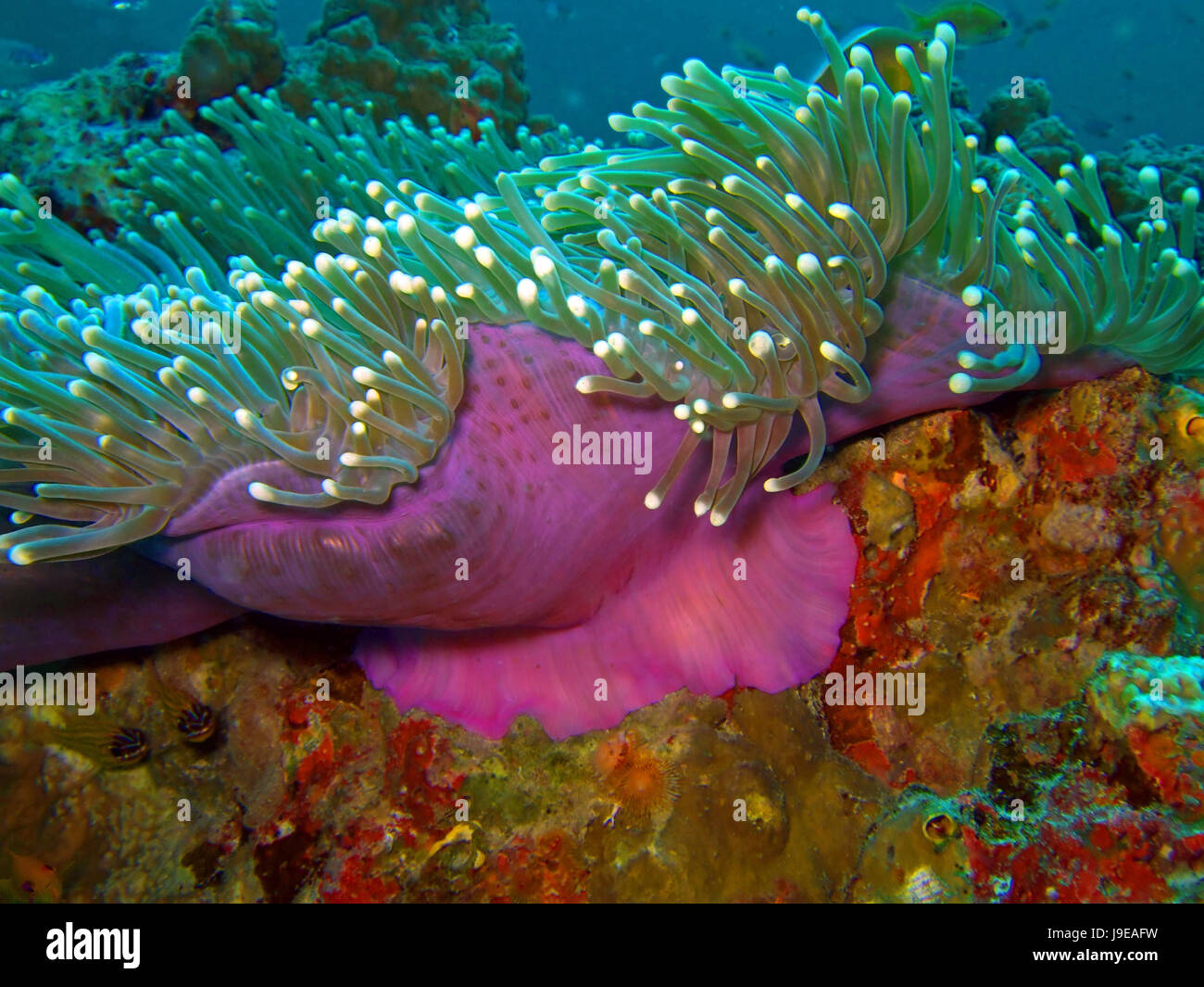 Nemo reef andaman hi-res stock photography and images - Alamy