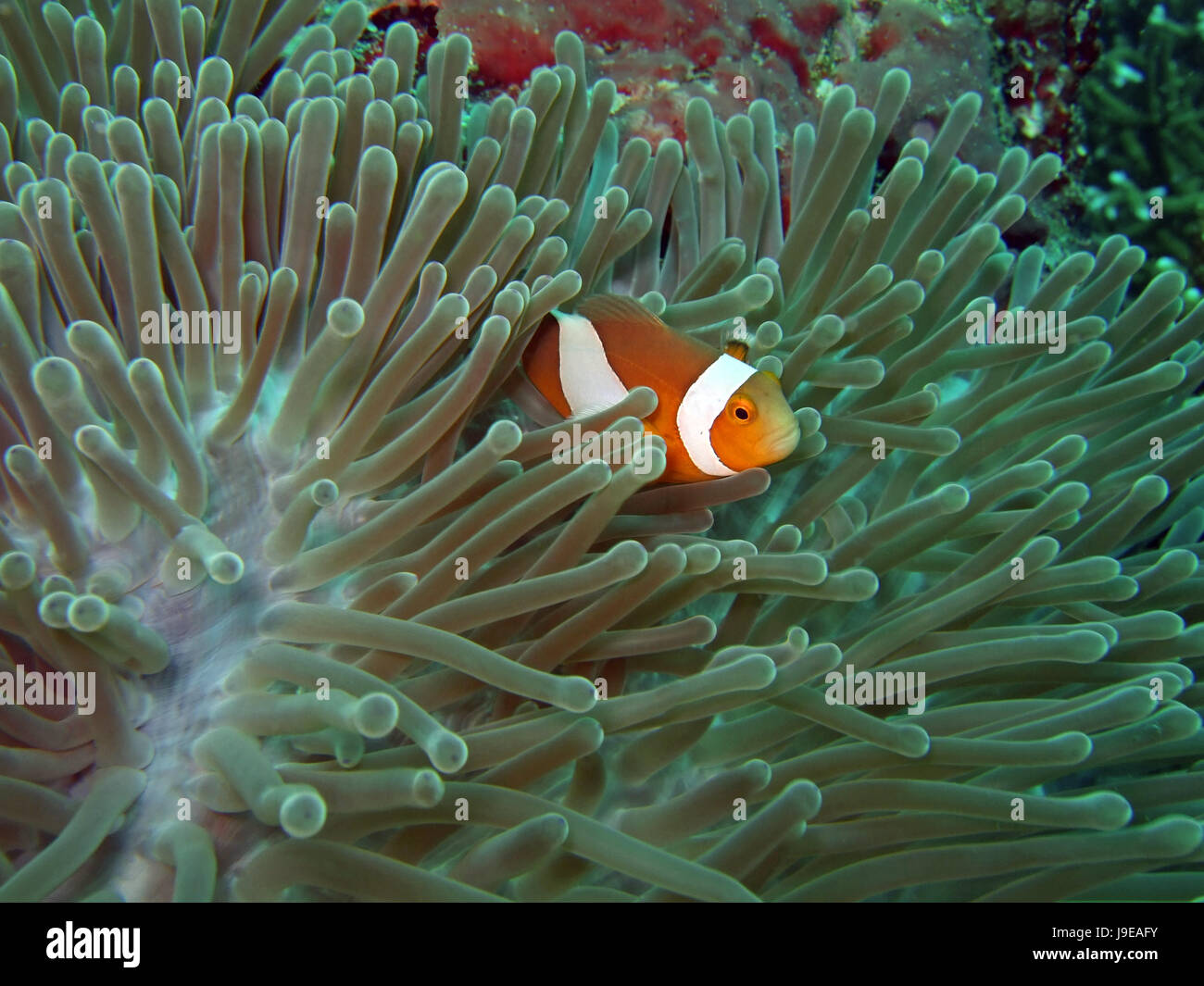 Scared fish hi-res stock photography and images - Alamy