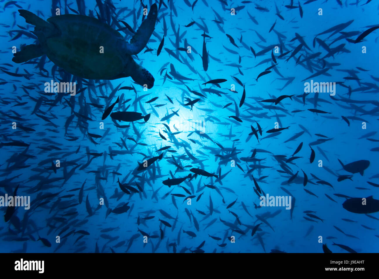 fish, underwater, tropical, navy, marine, salt water, sea, ocean, water ...