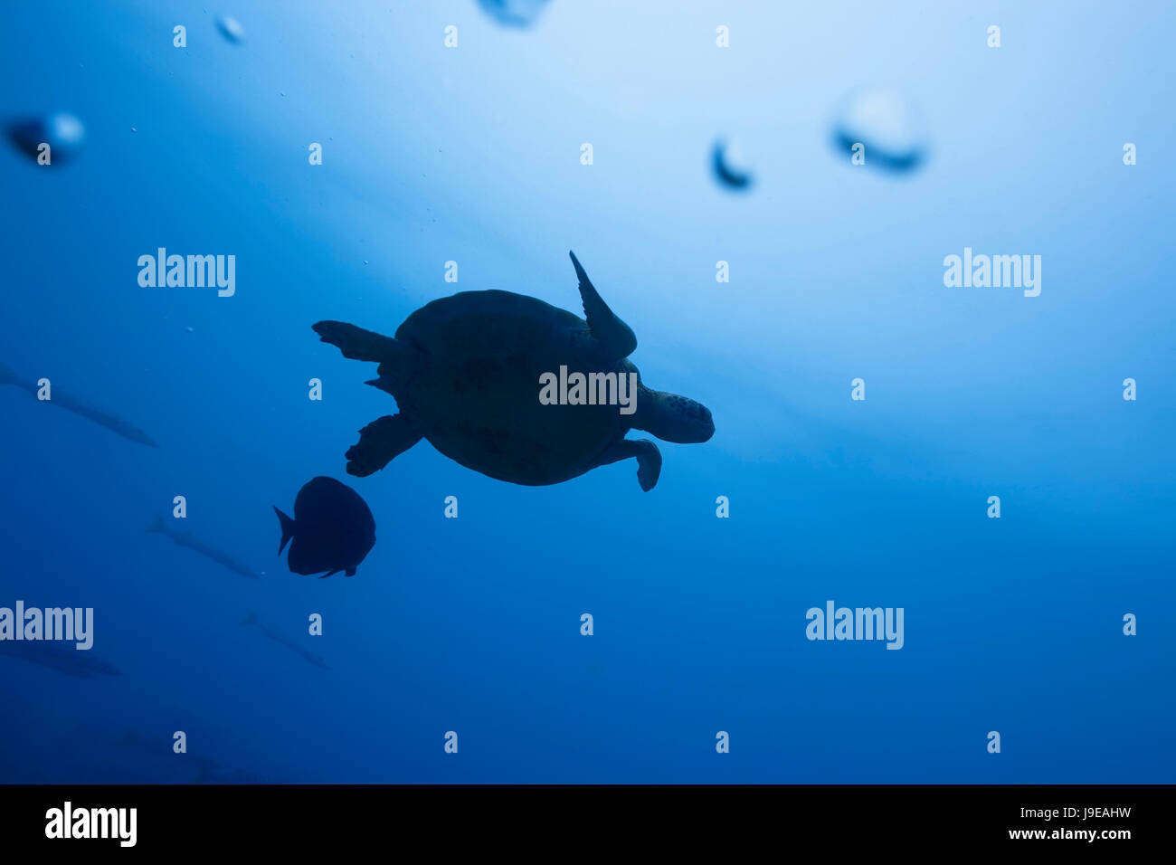 fish, underwater, tropical, navy, marine, salt water, sea, ocean, water ...
