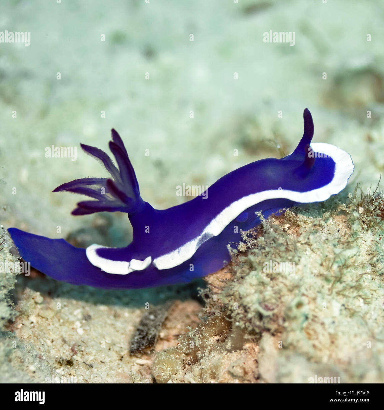 fish, underwater, tropical, navy, marine, salt water, sea, ocean, water ...