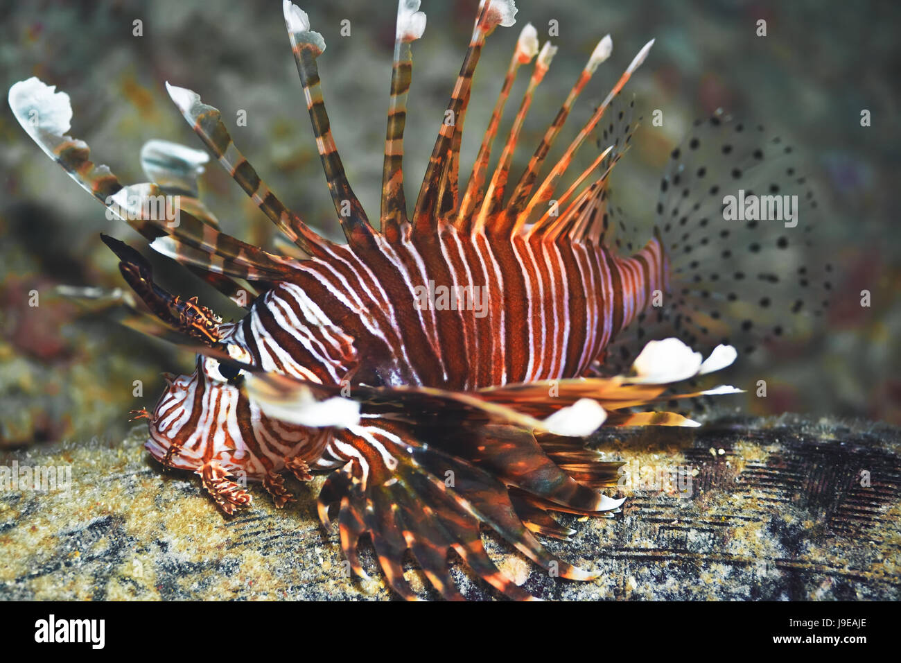 fish, underwater, tropical, navy, marine, salt water, sea, ocean, water ...