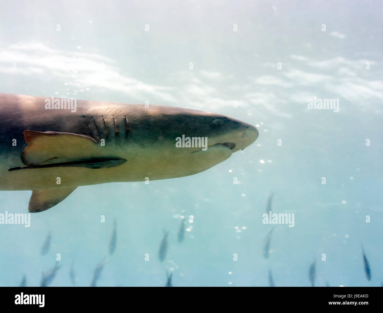 Navy dep hi-res stock photography and images - Alamy