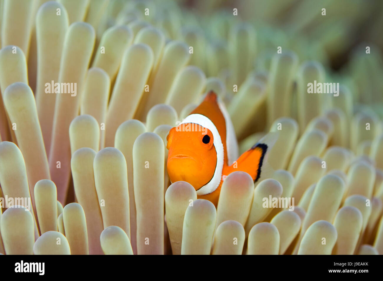 fish, underwater, tropical, navy, marine, salt water, sea, ocean, water ...