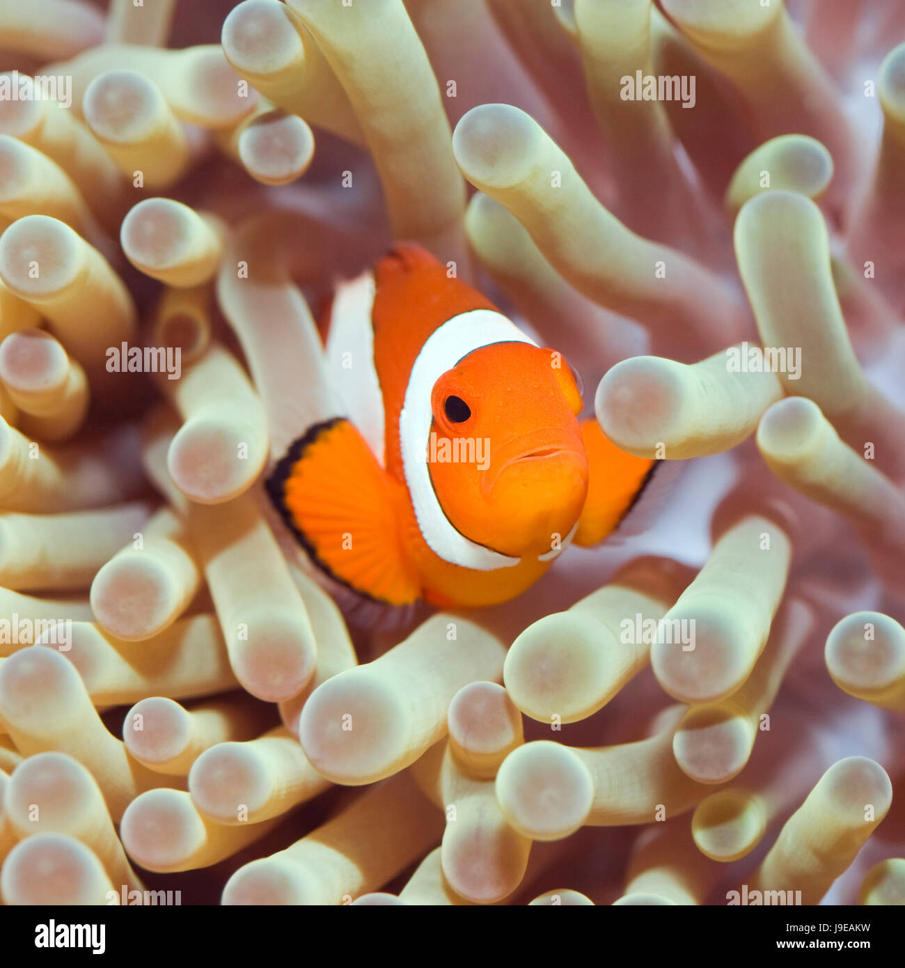 fish, underwater, tropical, navy, marine, salt water, sea, ocean, water ...