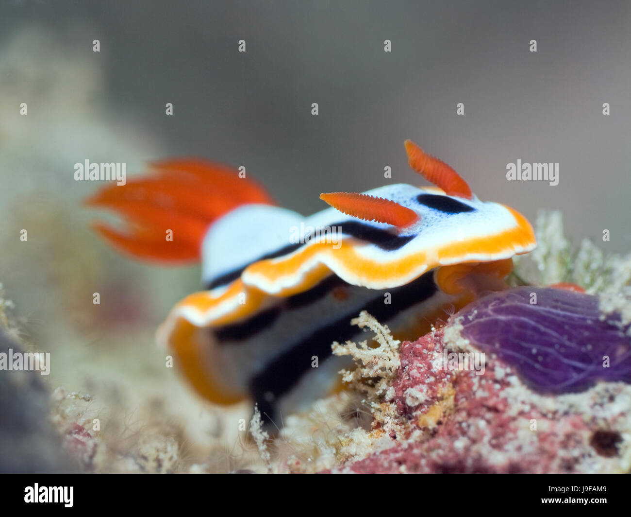 fish, underwater, tropical, navy, marine, salt water, sea, ocean, water ...