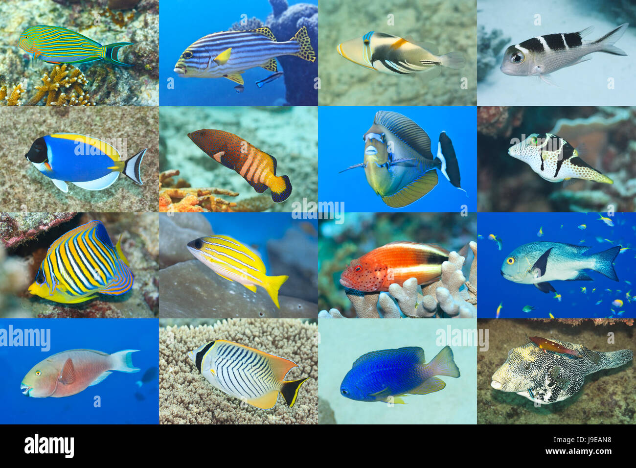 fish, underwater, tropical, navy, marine, salt water, sea, ocean, water ...