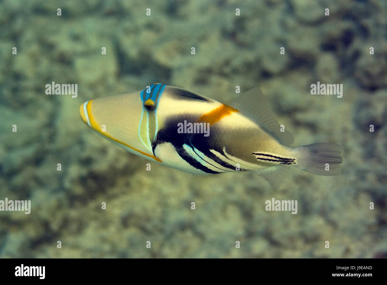 fish, underwater, tropical, navy, marine, salt water, sea, ocean, water ...