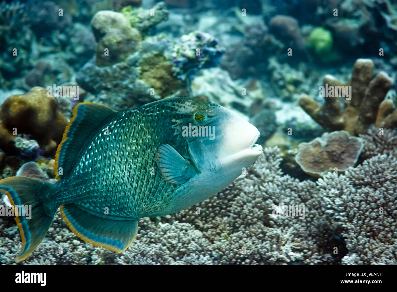 fish, underwater, tropical, navy, marine, salt water, sea, ocean, water ...