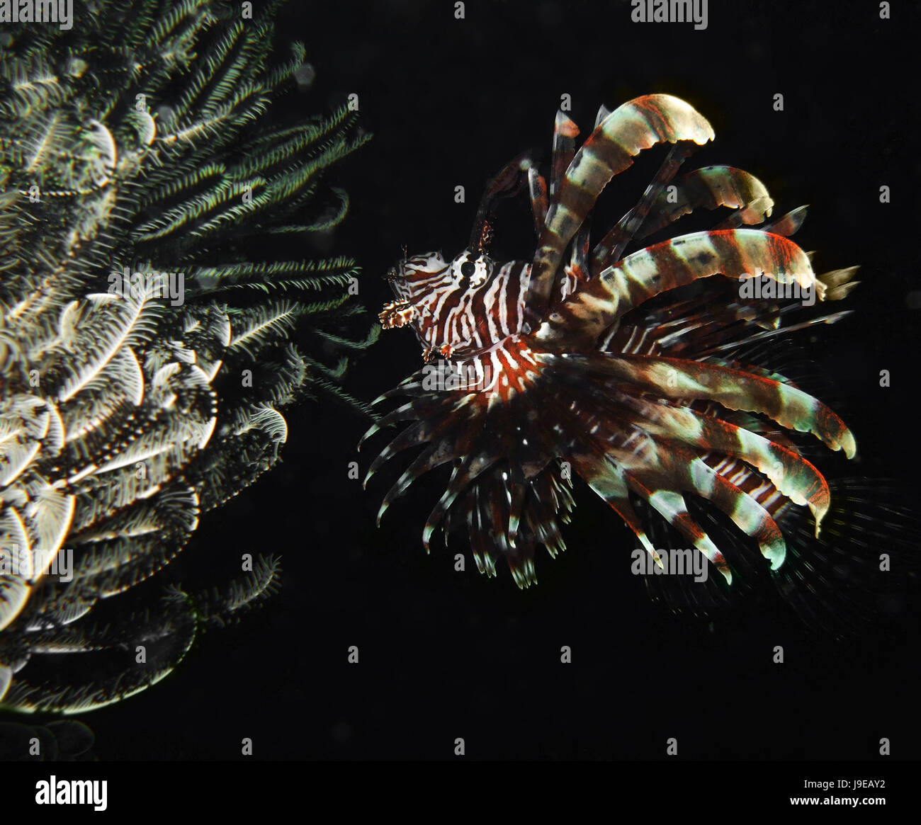 fish, underwater, tropical, navy, marine, salt water, sea, ocean, water ...
