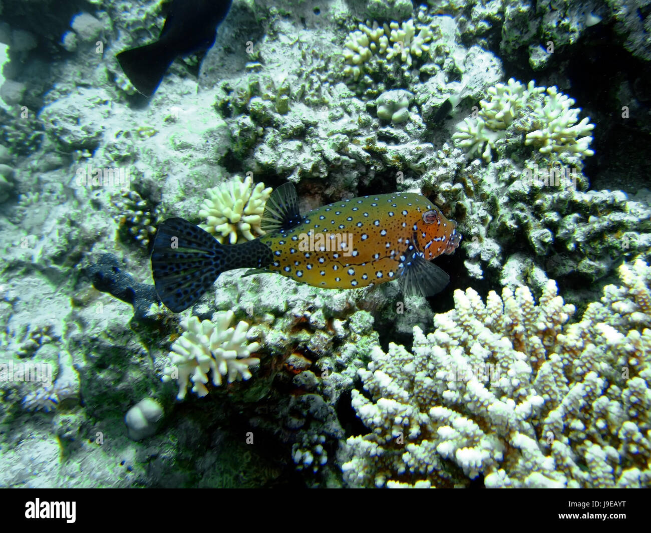 fish, underwater, tropical, navy, marine, salt water, sea, ocean, water ...
