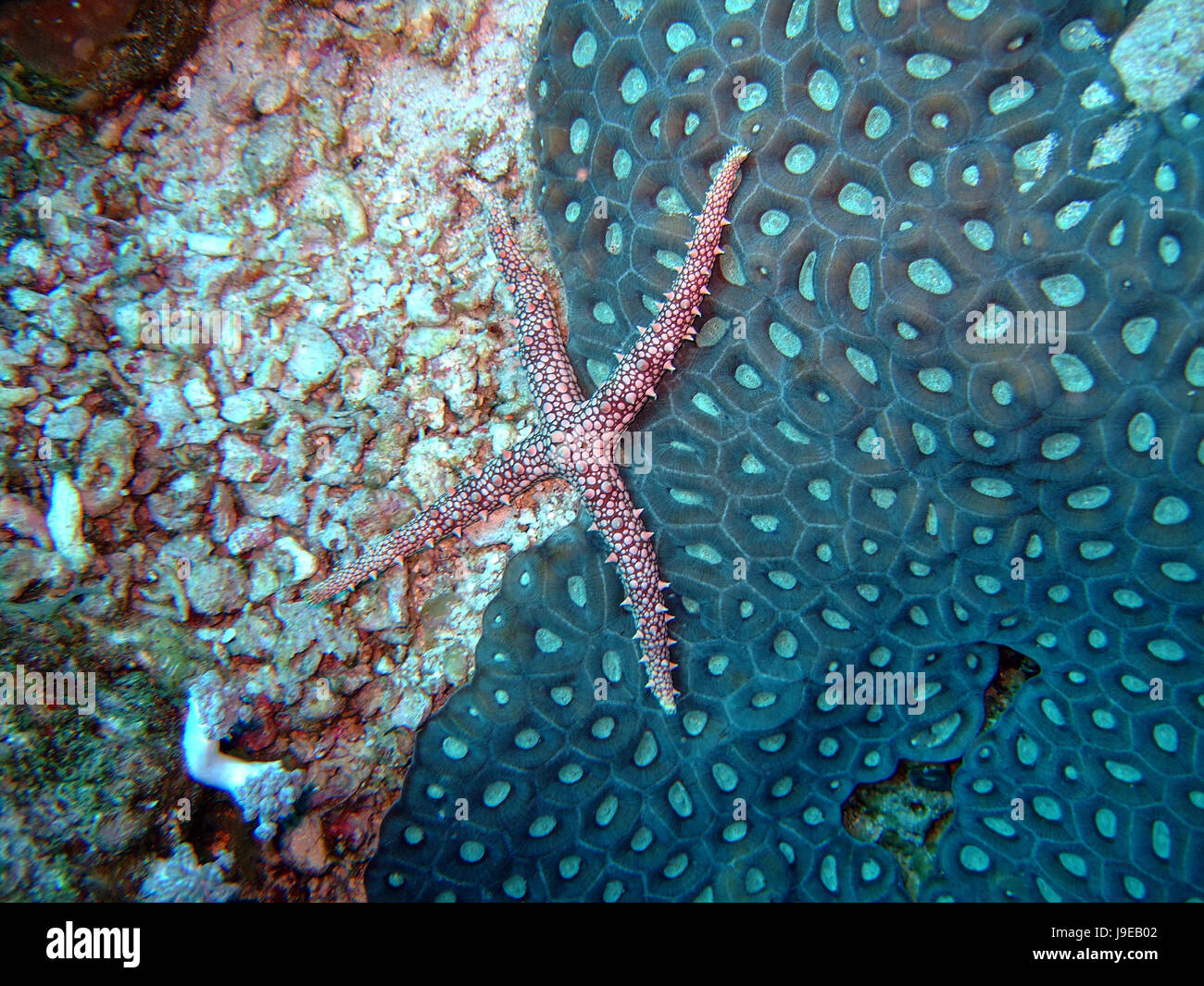 fish, underwater, tropical, navy, marine, salt water, sea, ocean, water ...
