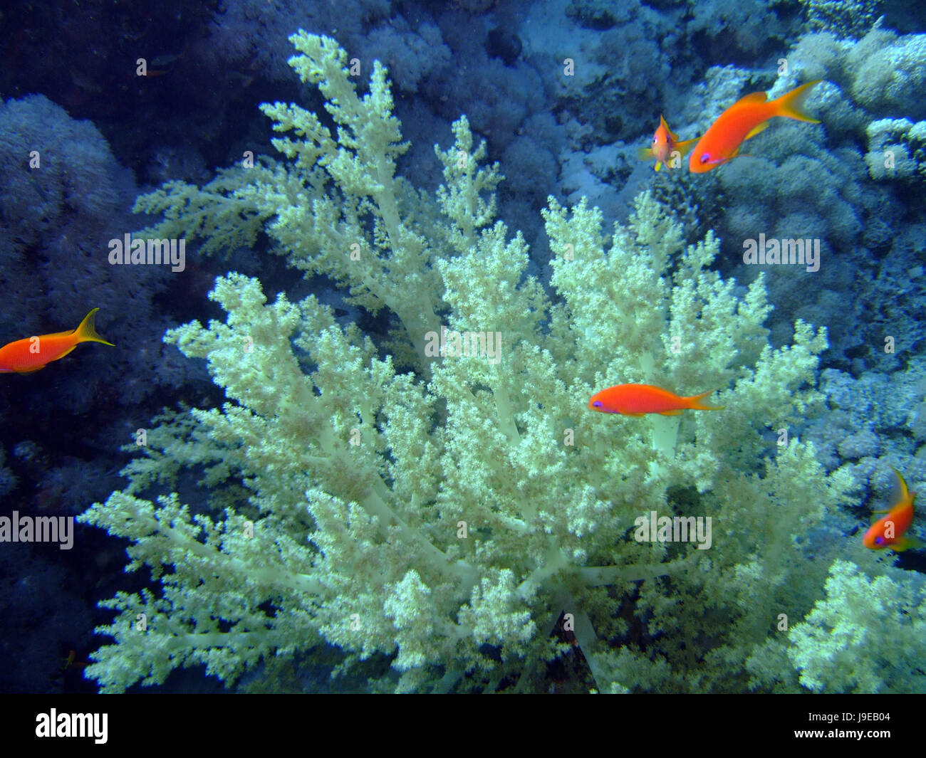 fish, underwater, tropical, navy, marine, salt water, sea, ocean, water ...