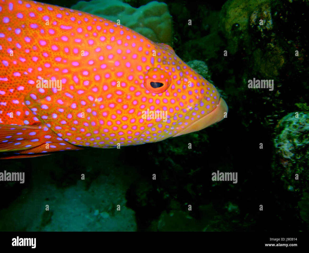 fish, underwater, tropical, navy, marine, salt water, sea, ocean, water ...