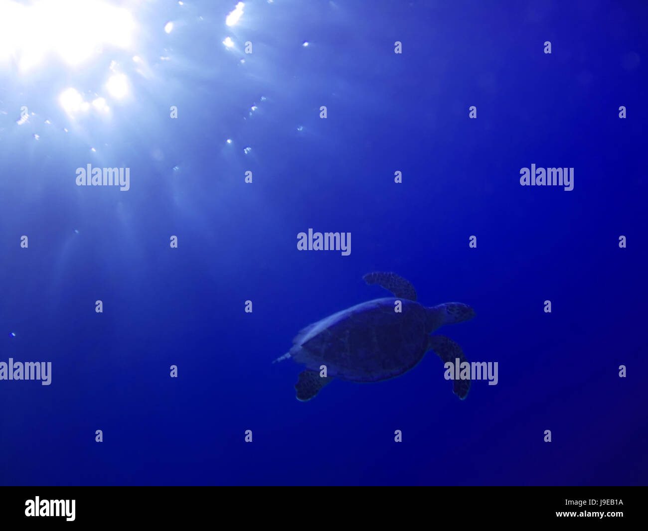 fish, underwater, tropical, navy, marine, salt water, sea, ocean, water ...