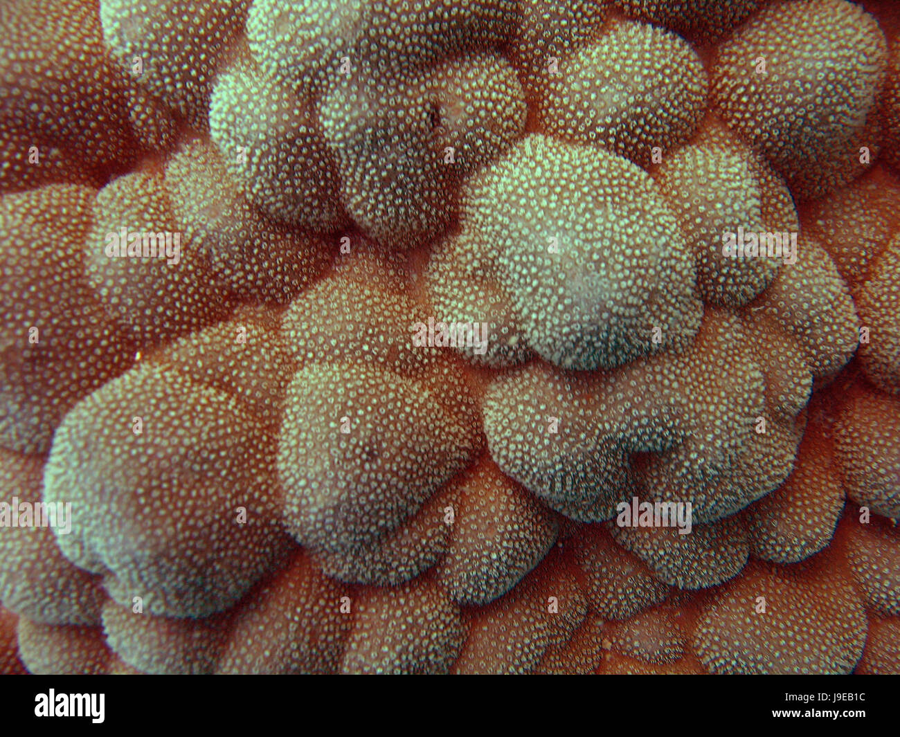 fish, underwater, tropical, navy, marine, salt water, sea, ocean, water ...