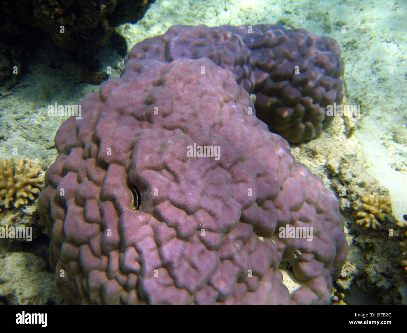 underwater, tropical, salt water, sea, ocean, water, mollusc, depth ...