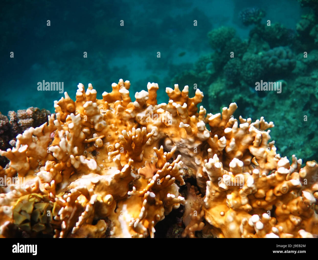 underwater, tropical, salt water, sea, ocean, water, blue, depth ...