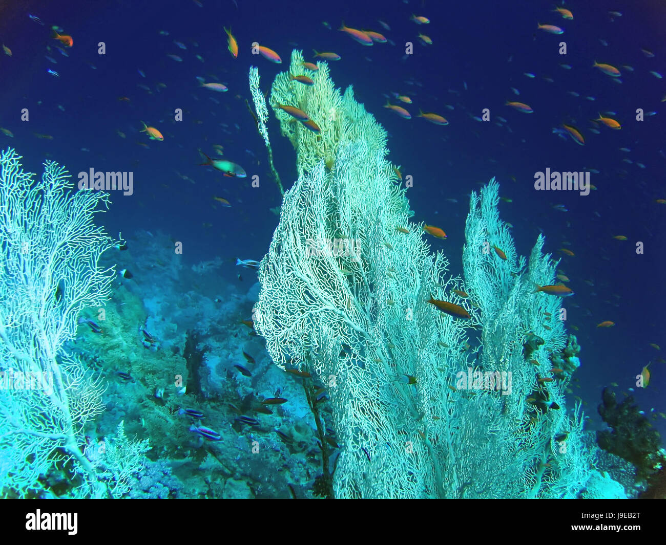 underwater, tropical, salt water, sea, ocean, water, blue, environment ...