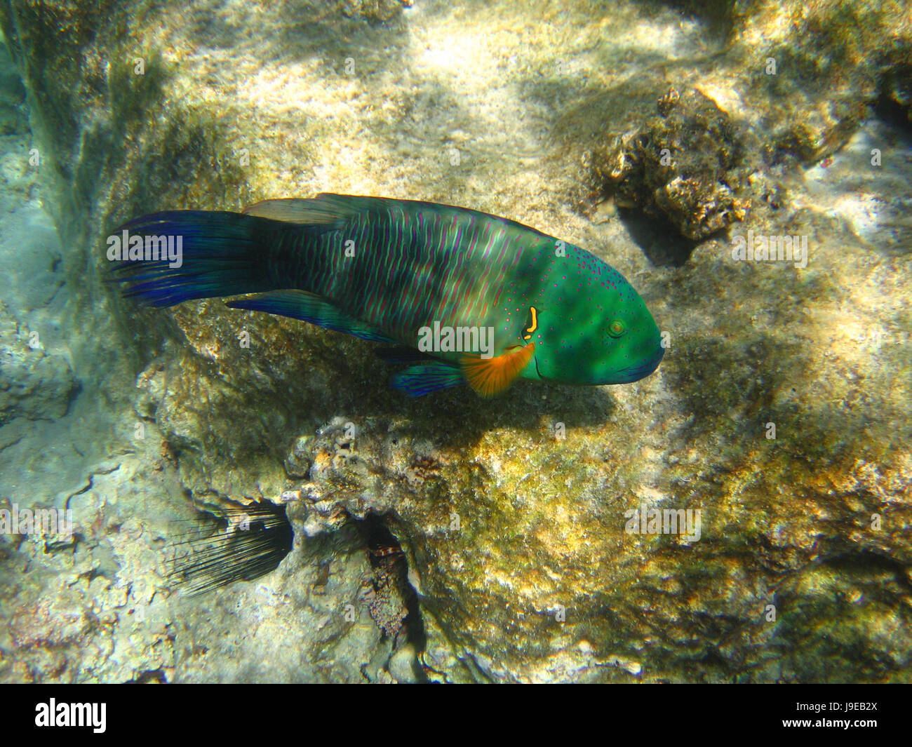underwater, tropical, salt water, sea, ocean, water, single, sport ...
