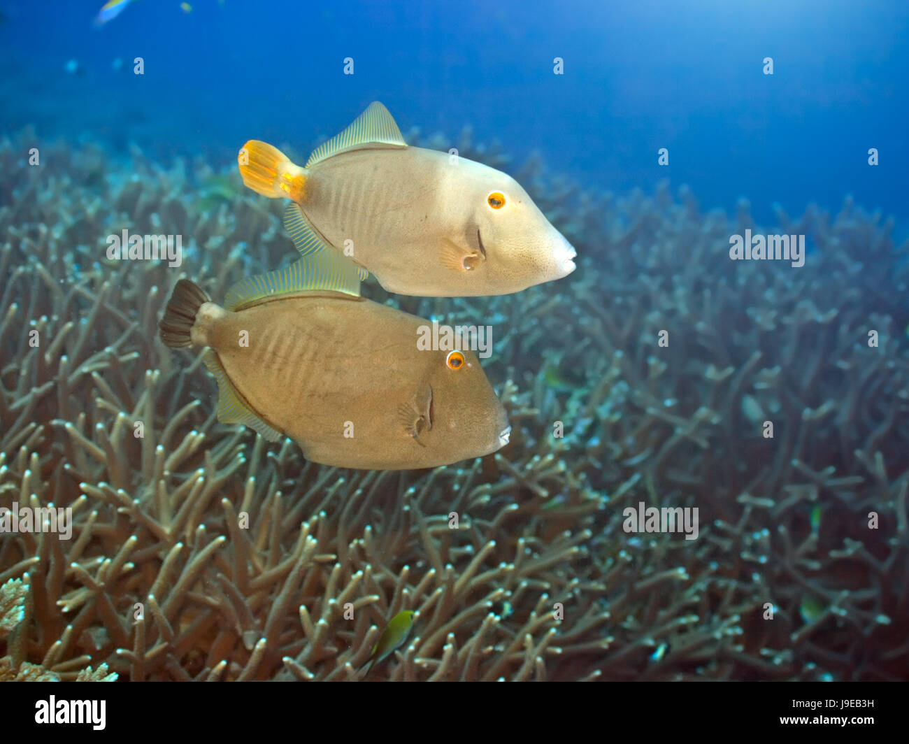 underwater, tropical, salt water, sea, ocean, water, blue, animal, asia ...