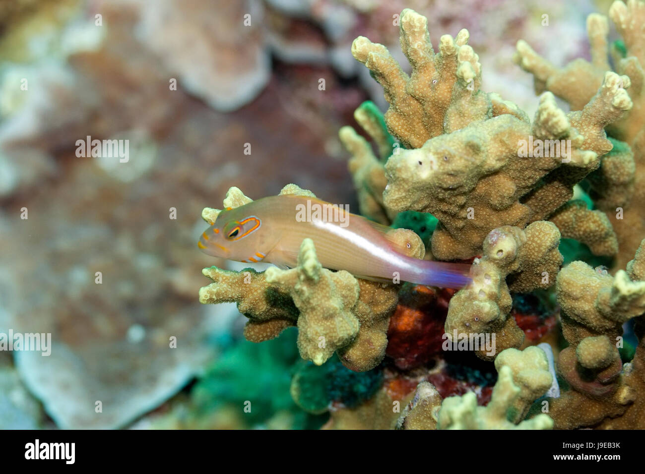underwater, tropical, salt water, sea, ocean, water, close, macro ...