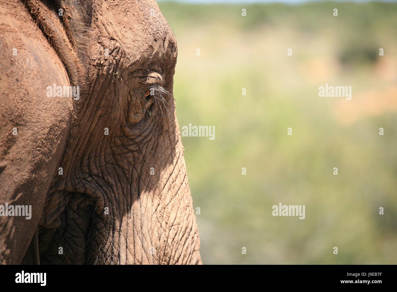 detail, elephant, eye, organ, elephants, eyelash, macro, close-up ...
