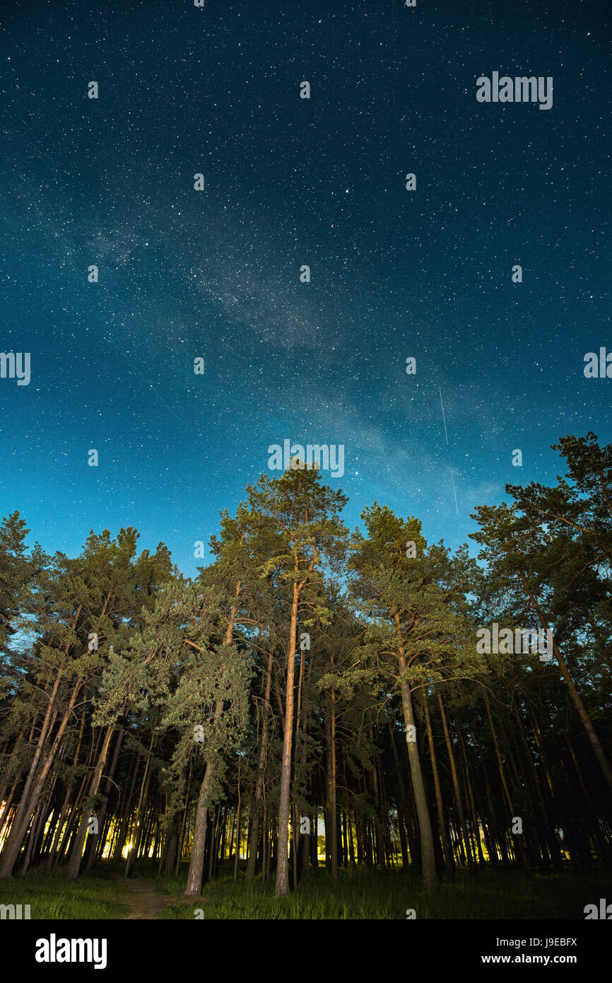 Green Trees Woods In Park Under Night Starry Sky With Milky Way Galaxy ...