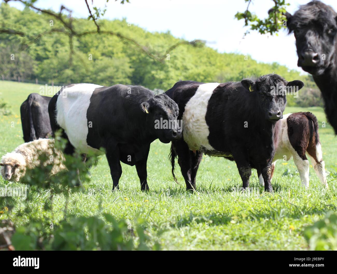 belted galloway on drnberg Stock Photo - Alamy