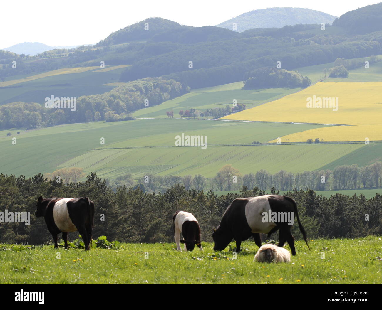 tree, trees, bull, coleseed, spring, fields, dandelion, cow, bovine ...